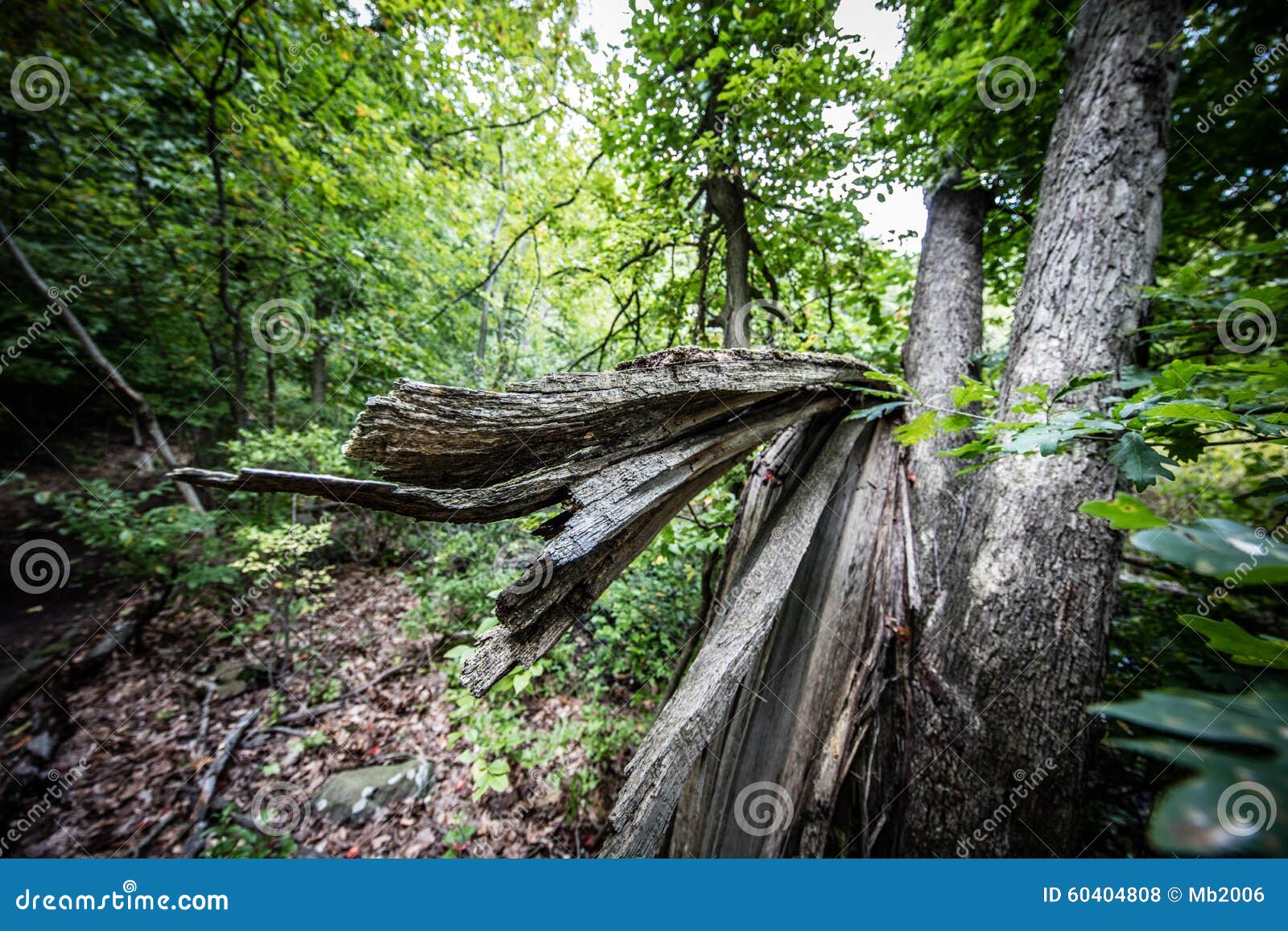 Forest stock photo. Image of surface, brown, wallpaper - 60404808