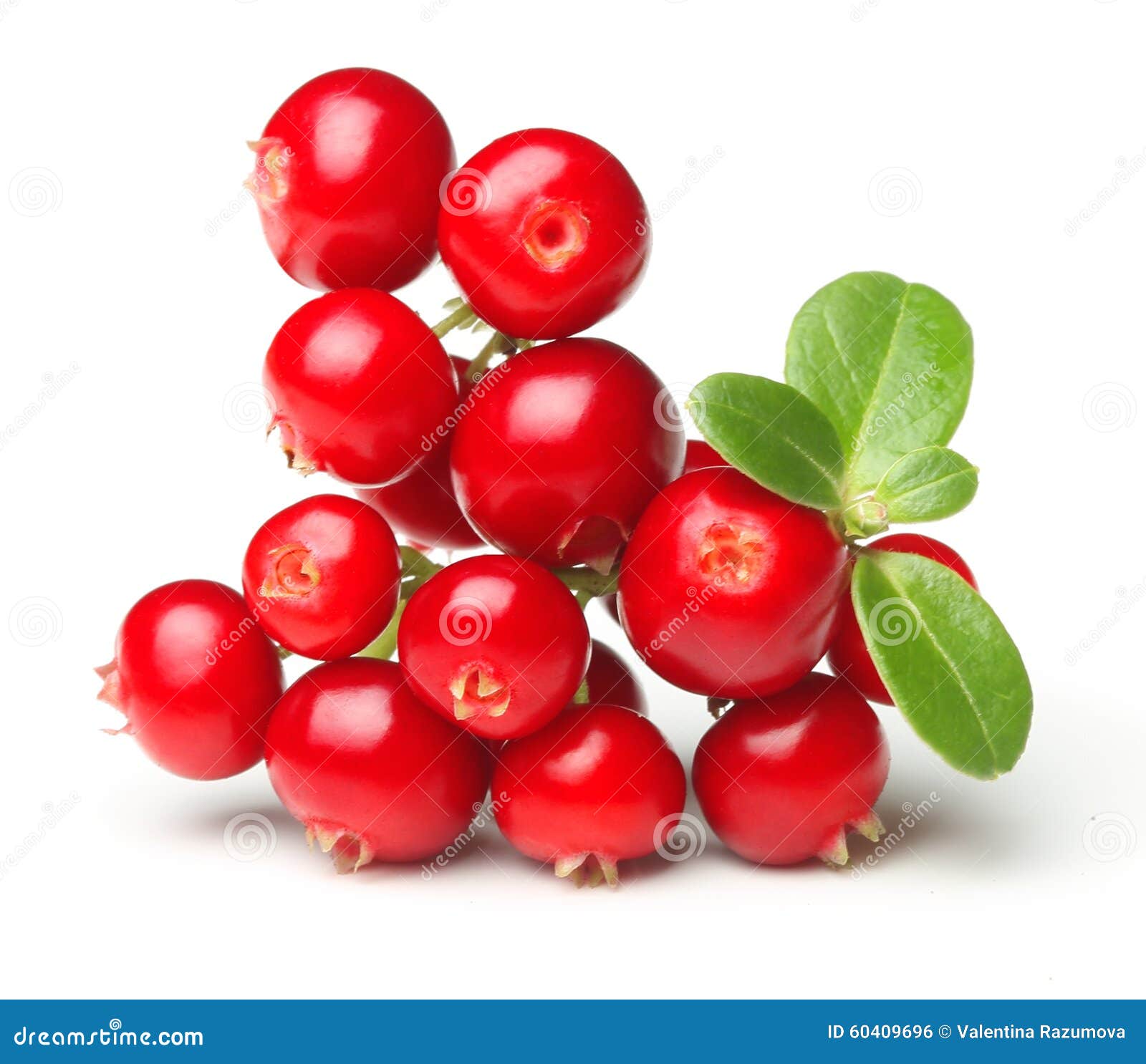 Forest wild berry cowberry stock photo. Image of ripe - 60409696