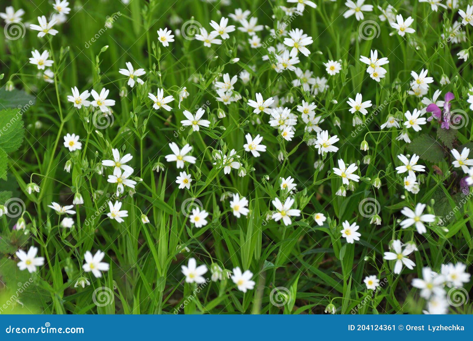 In the Forest in the Wild Bloom Stellaria Holostea Stock Image - Image ...