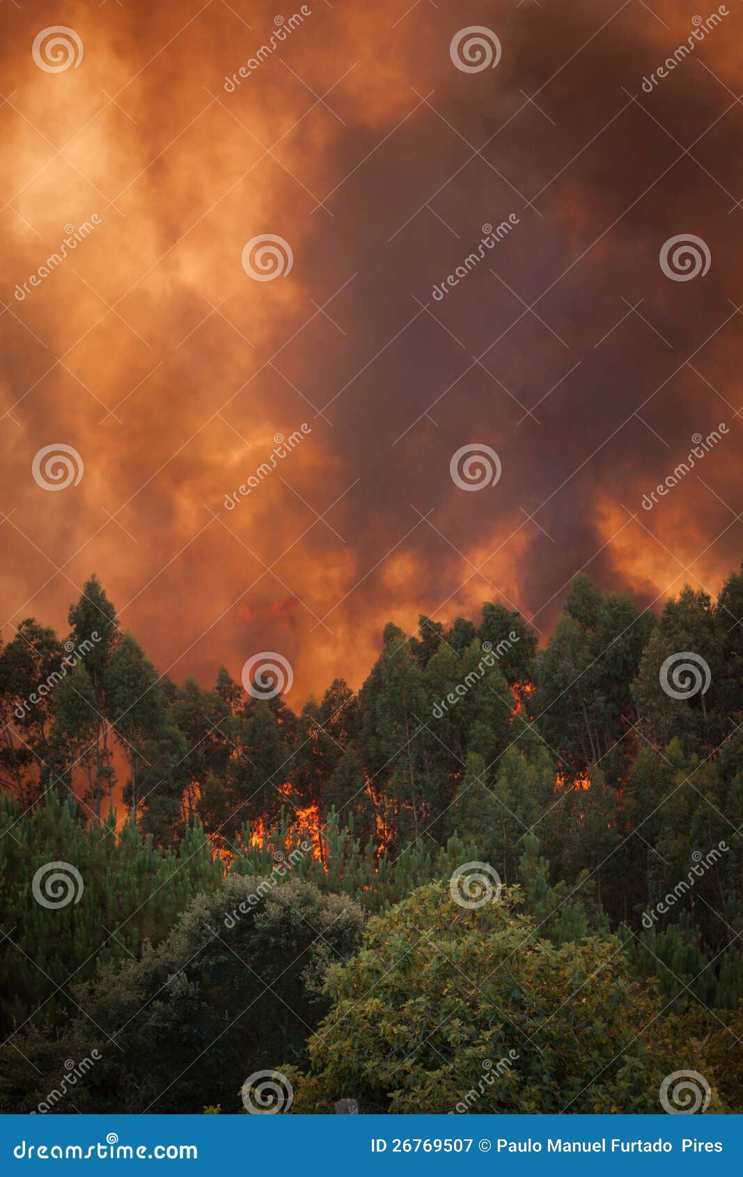 Forest Wild fire stock image. Image of destruction, control - 26769507