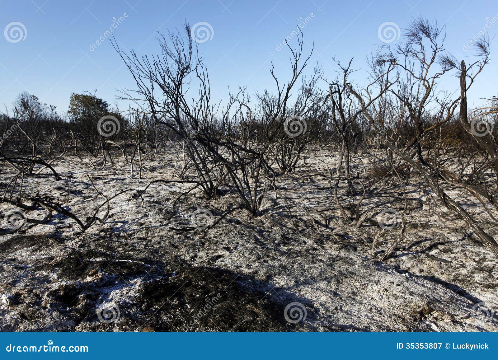 Forest Wild after Fire stock image. Image of inferno - 35353807
