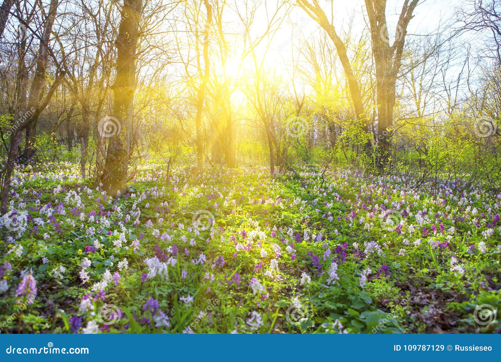 Forest with wild flowers stock image. Image of springtime - 109787129