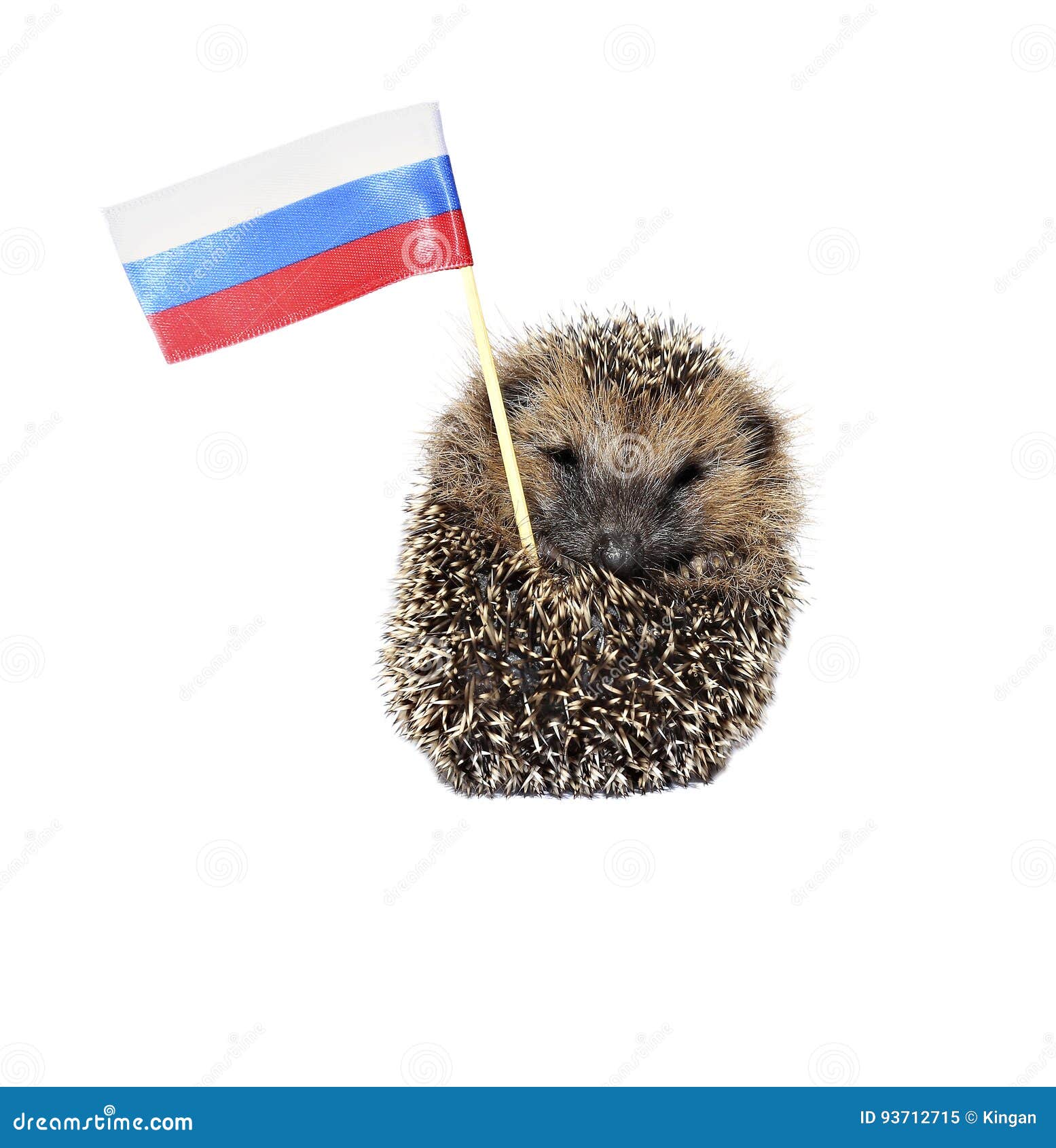 Forest Wild Hedgehog with the Russian Flag Stock Image - Image of ...