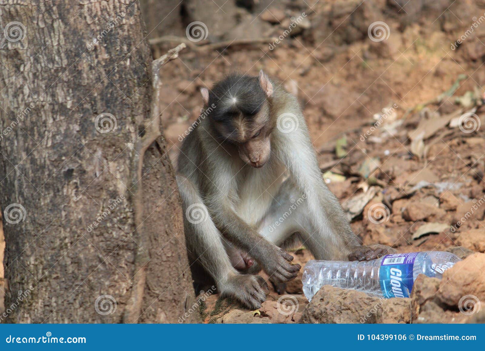 922 Cleaning Monkey Stock Photos - Free & Royalty-Free Stock Photos ...