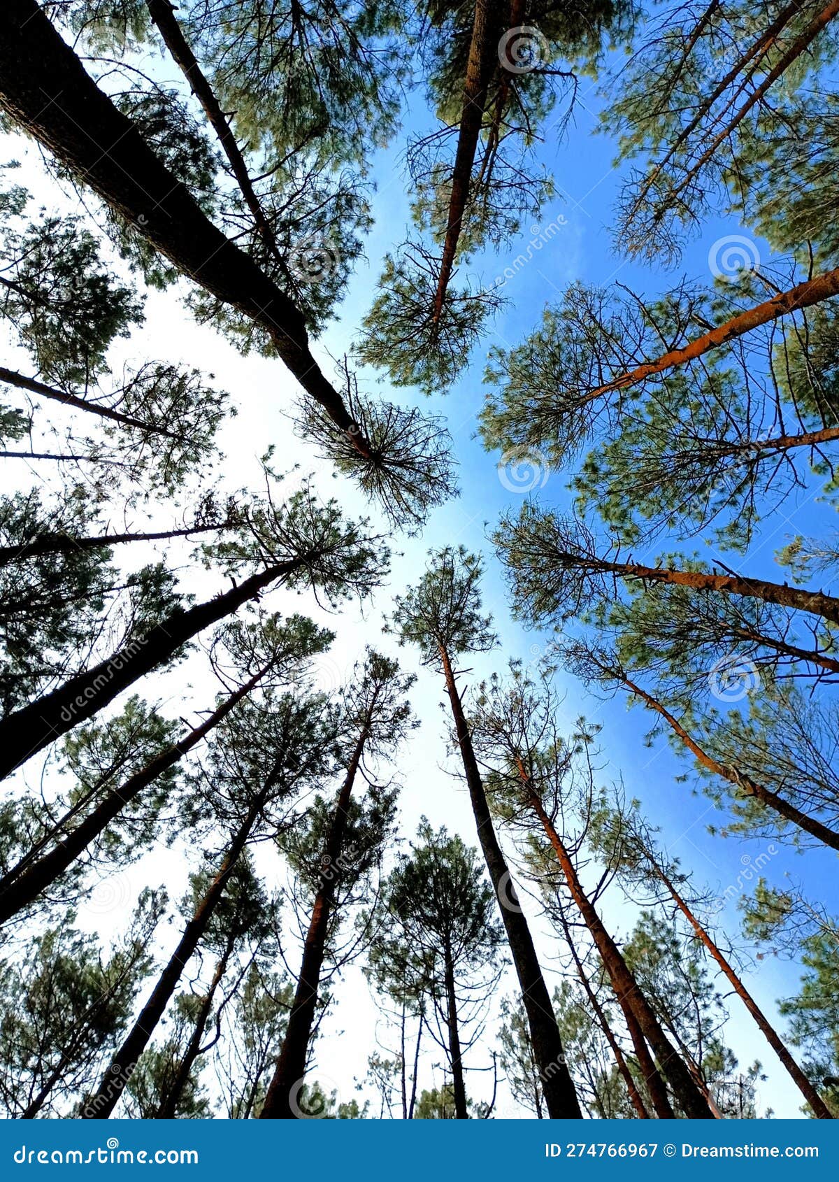 Forest of wild pine stock image. Image of wild, forest - 274766967