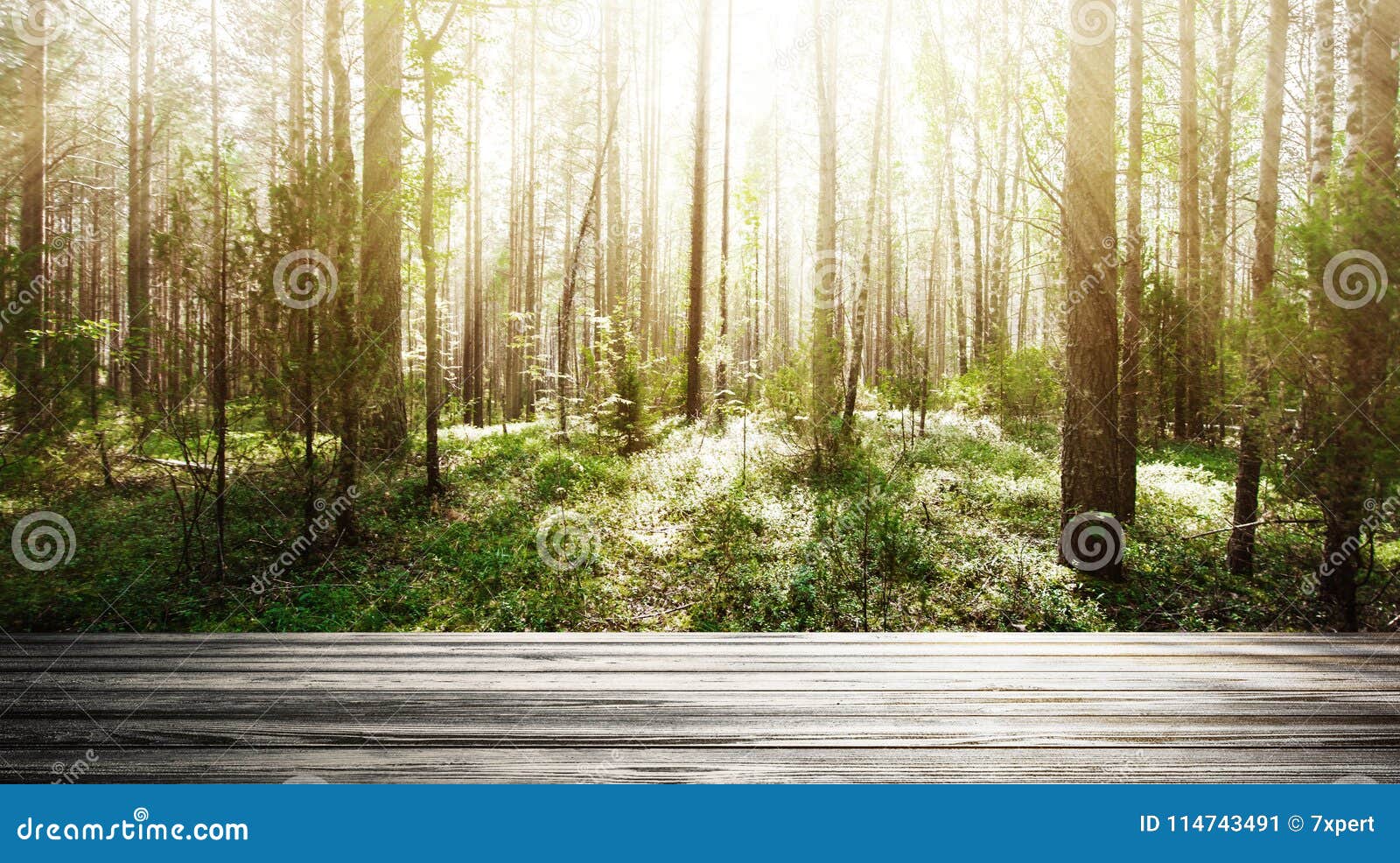 Forest. Wild Plants and Trees Stock Image - Image of jungle, nature ...