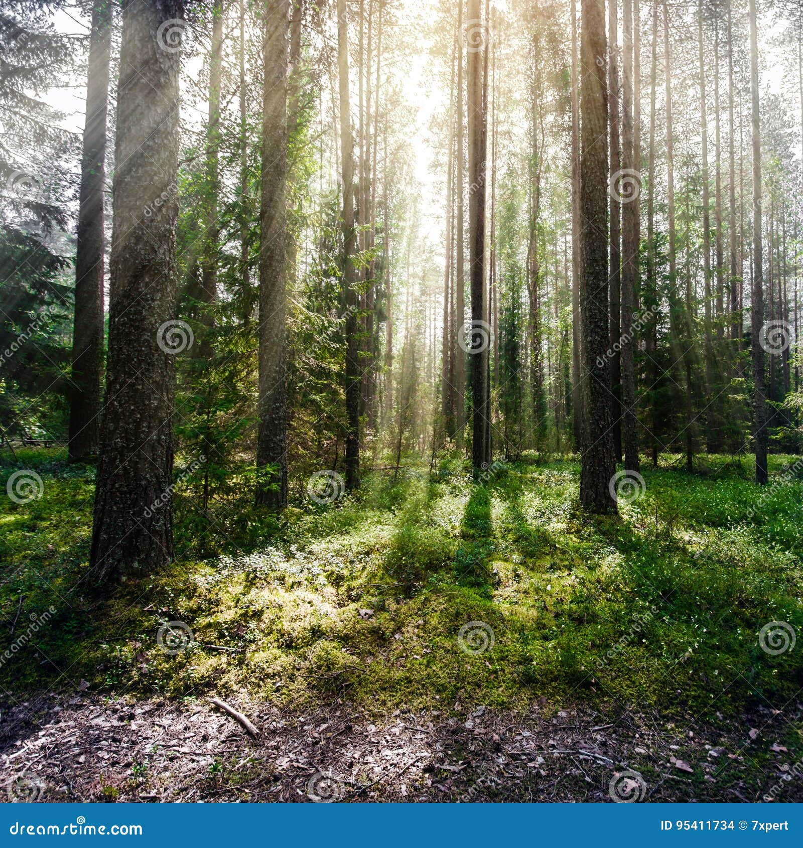 Forest. Wild Plants and Trees Stock Photo - Image of jungle, ecology ...