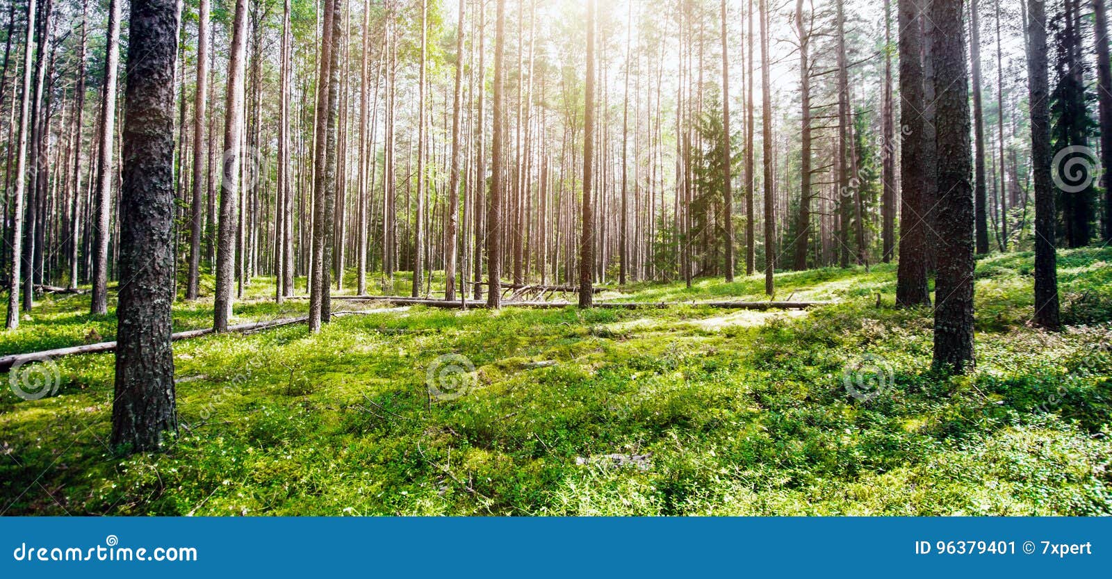 Forest. Wild Plants and Trees Stock Image - Image of morning ...