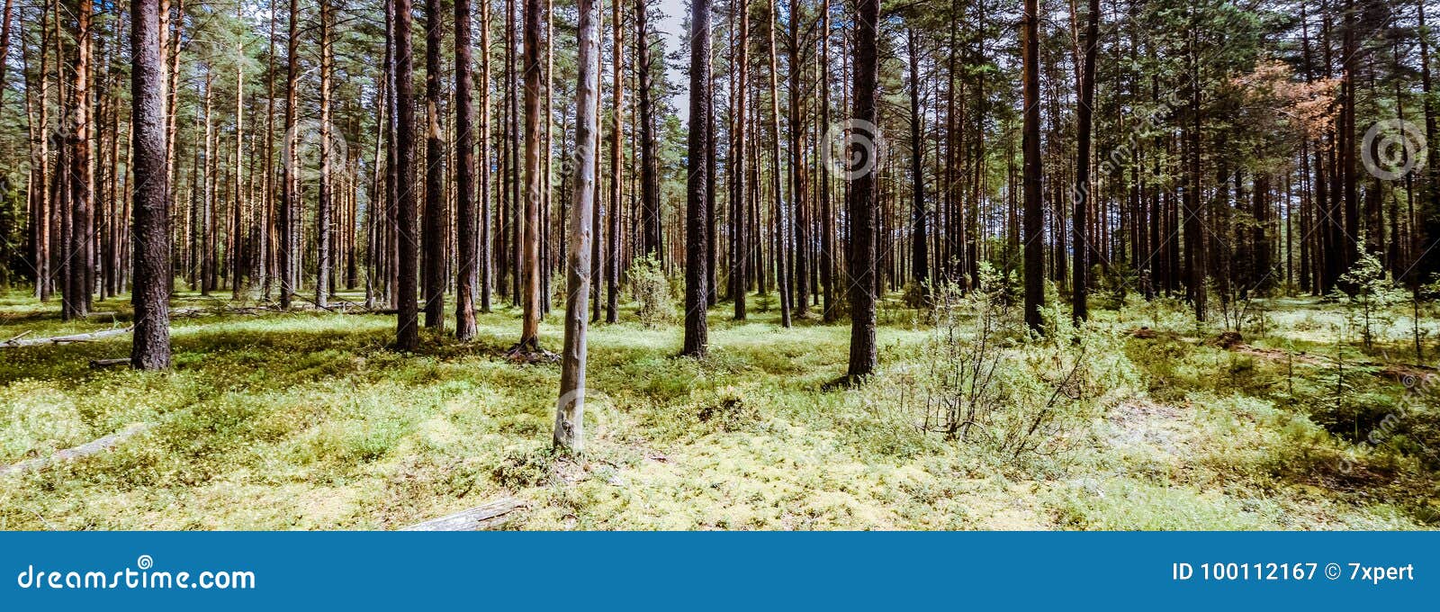 Forest. Wild Plants and Trees Stock Image - Image of landscape ...