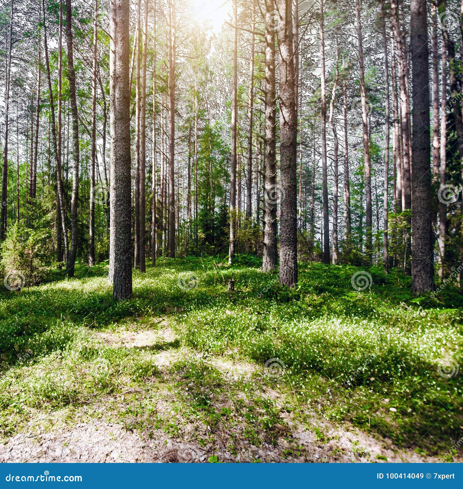 Forest. Wild Plants and Trees Stock Image - Image of plants, spring ...