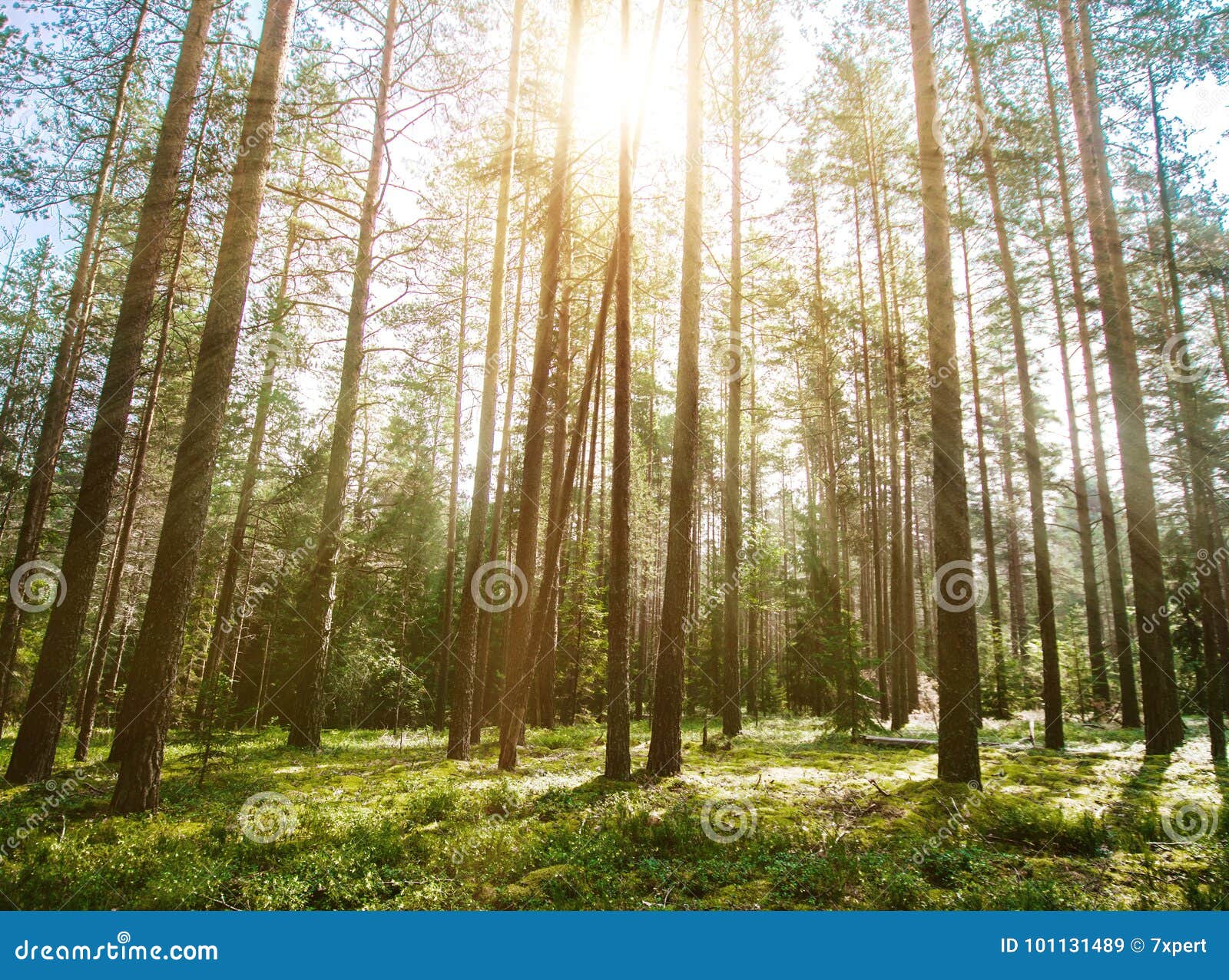 Forest. Wild Plants and Trees Stock Image - Image of beautiful ...