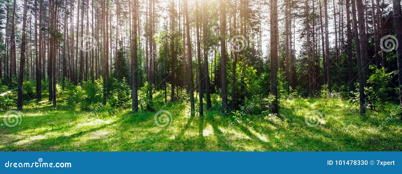 Forest. Wild Plants and Trees Stock Photo - Image of travel, trees ...