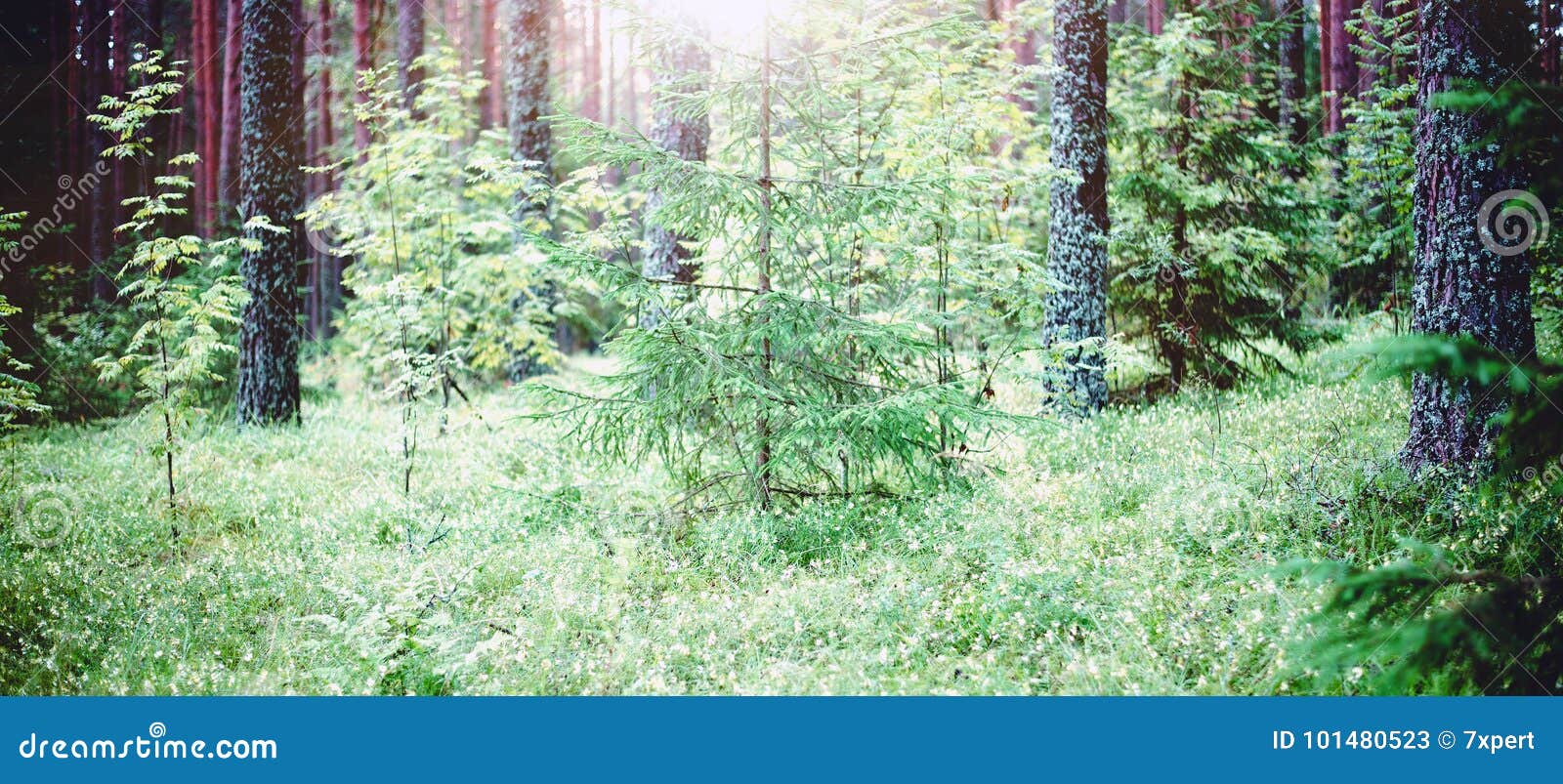 Forest. Wild Plants and Trees Stock Image - Image of beautiful, trees ...