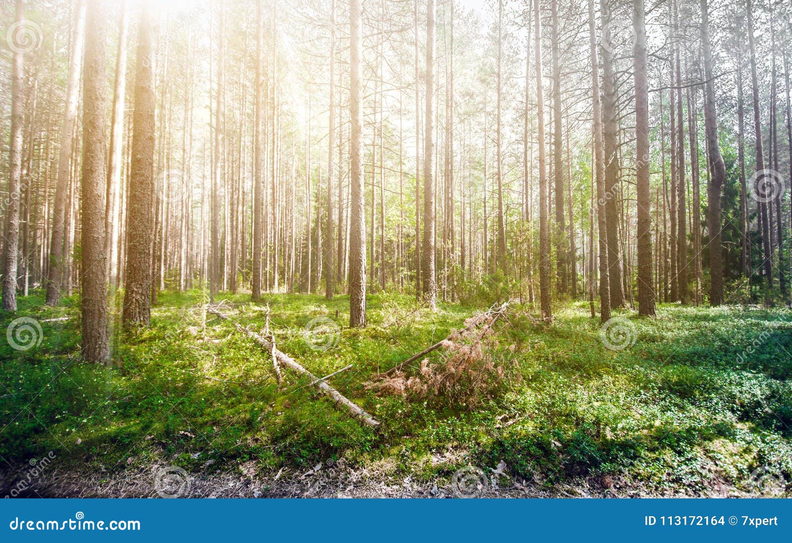 Forest. Wild Plants and Trees Stock Photo - Image of forest, beauty ...
