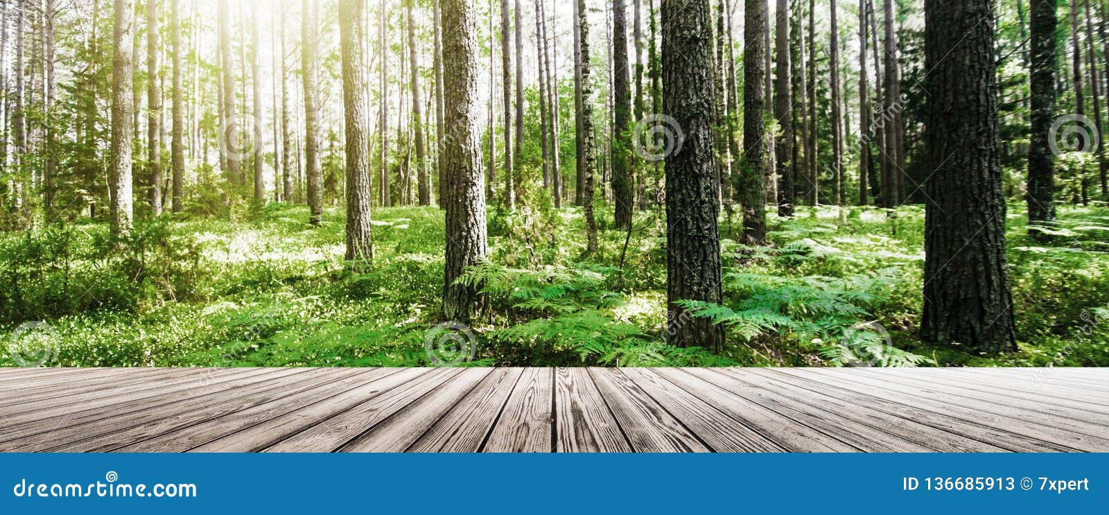 Forest. Wild Plants and Trees Stock Image - Image of autumn, clear ...