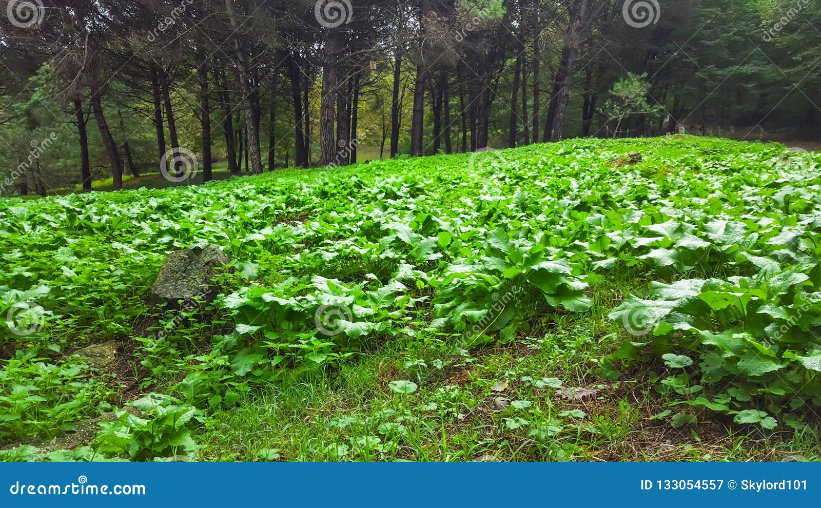 Forest. Wild Plants and Trees Stock Image - Image of scene, field ...