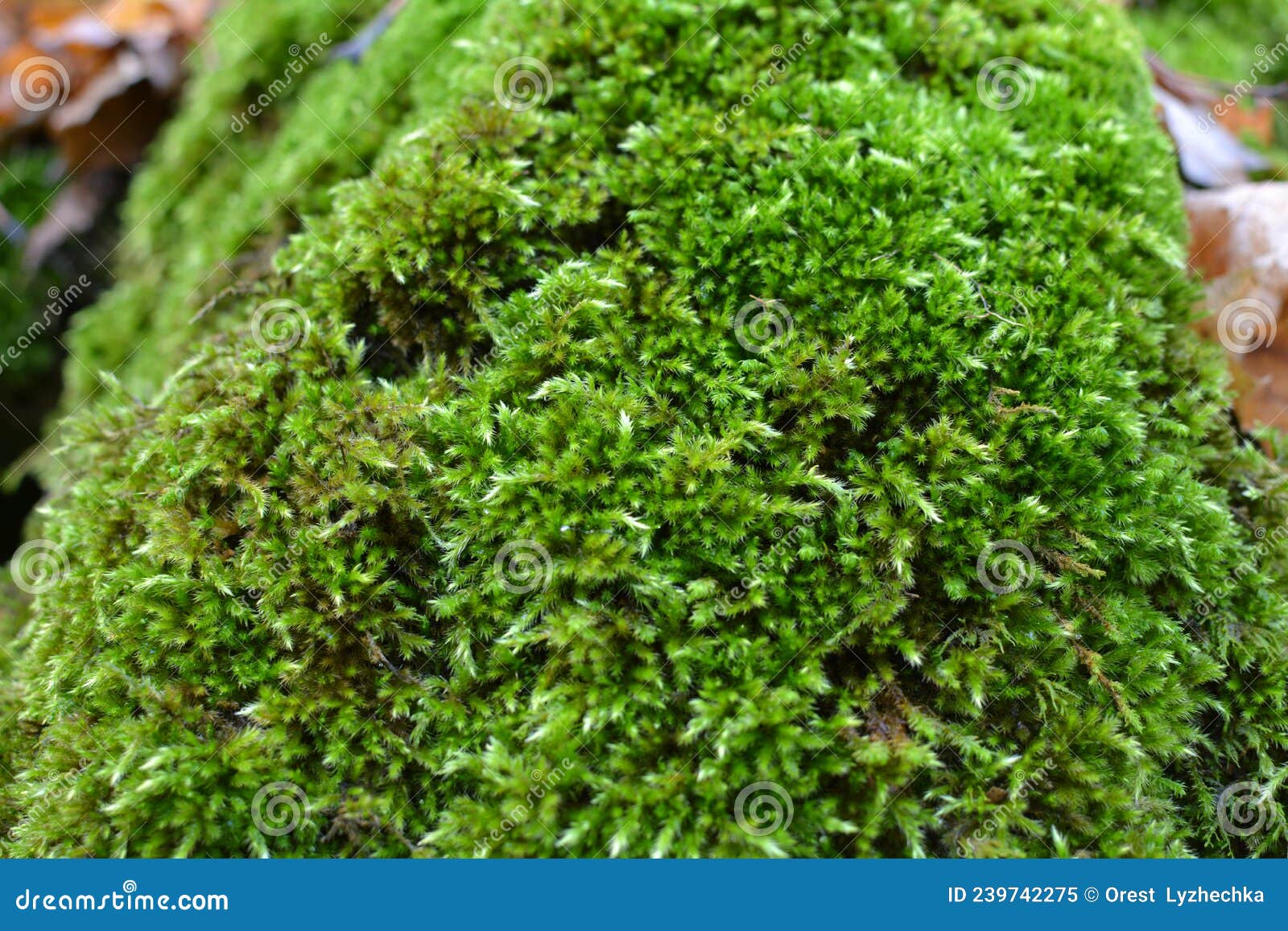 Anomodon Moss Grows on the Stone in the Forest Stock Image - Image of ...