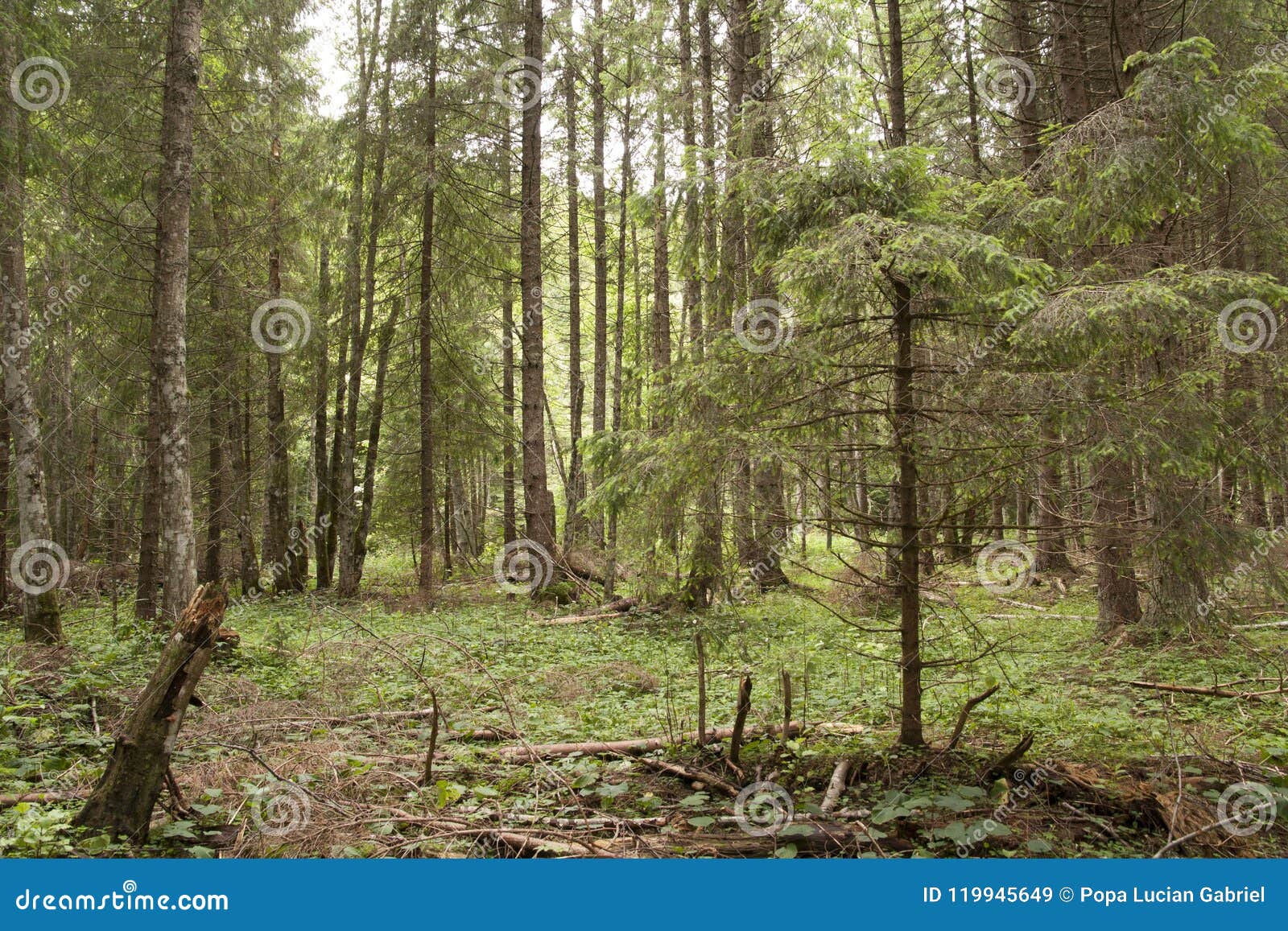 Forest Azuga stock image. Image of bracken, exploatation - 119945649