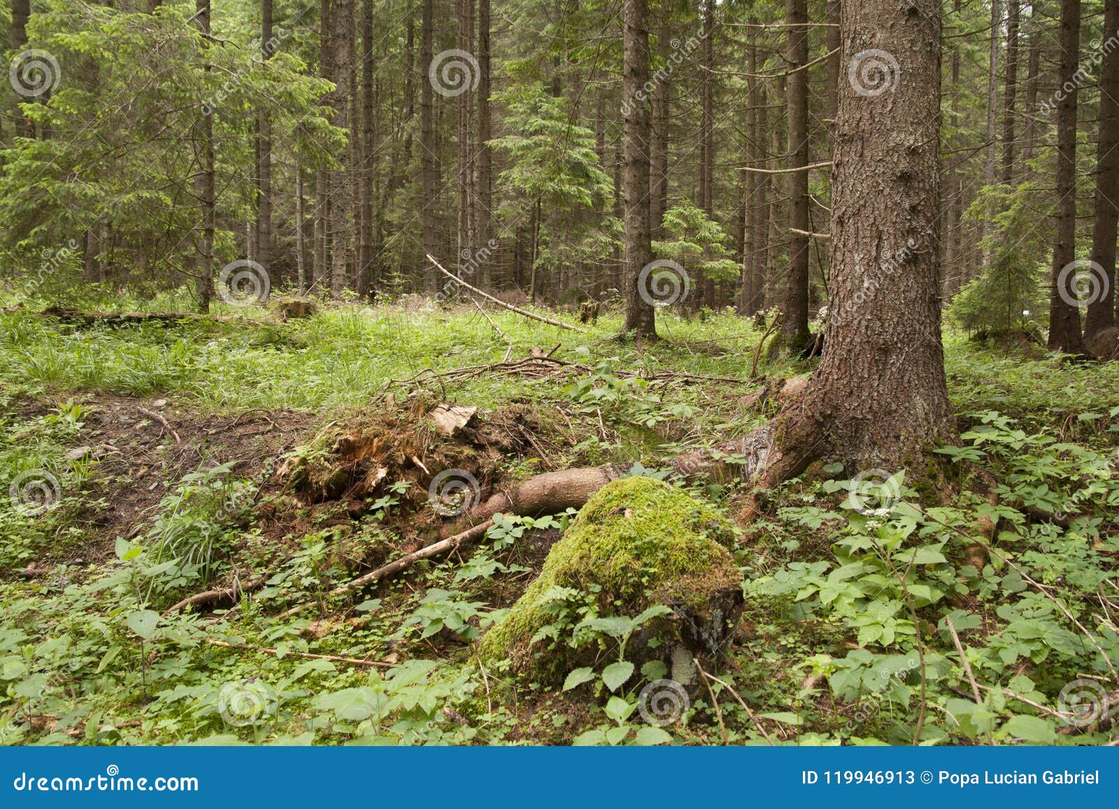 Forest Azuga stock image. Image of azuga, area, color - 119946913
