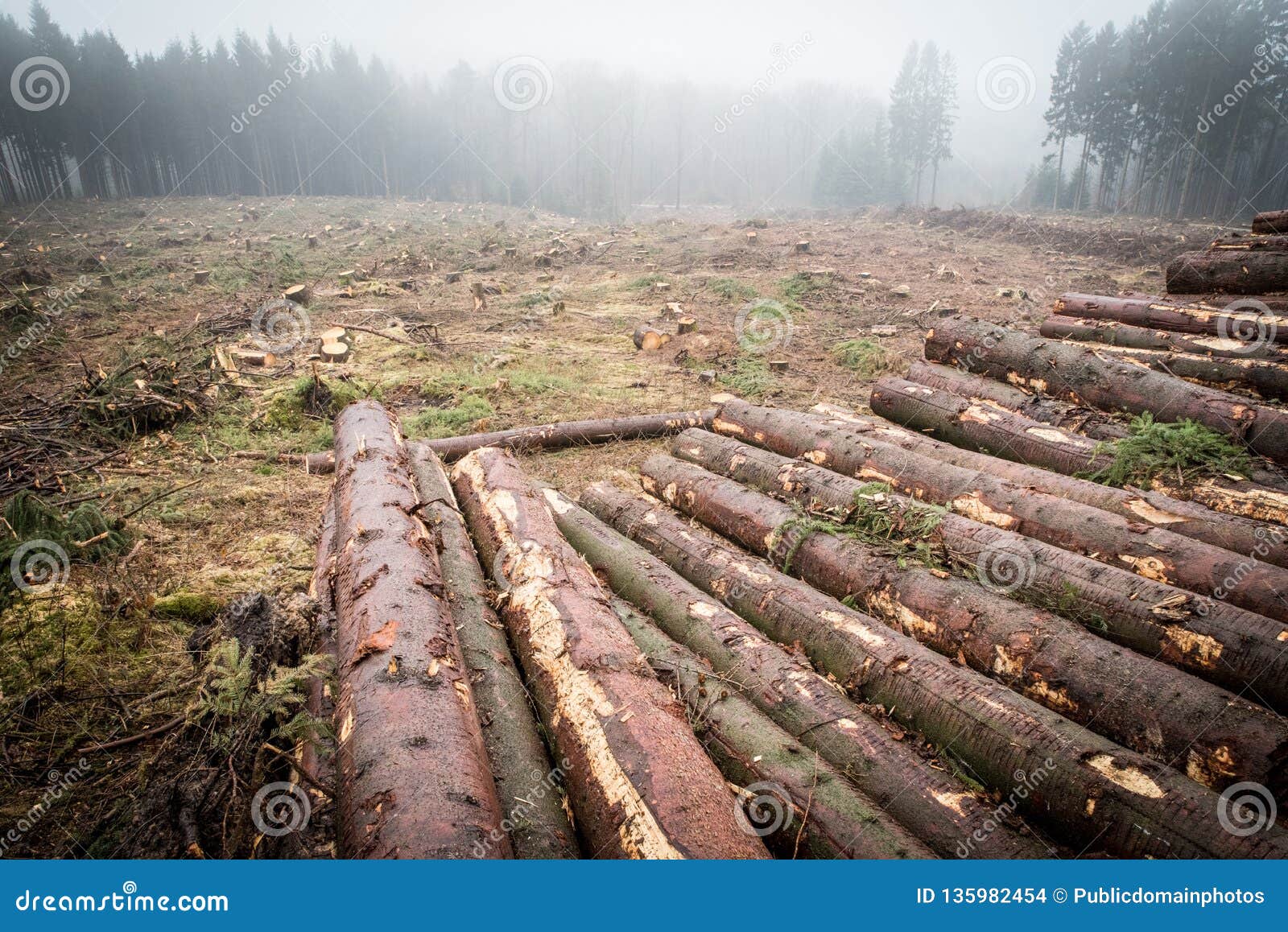 Forest, Wilderness, Logging, Path Picture. Image: 135982454