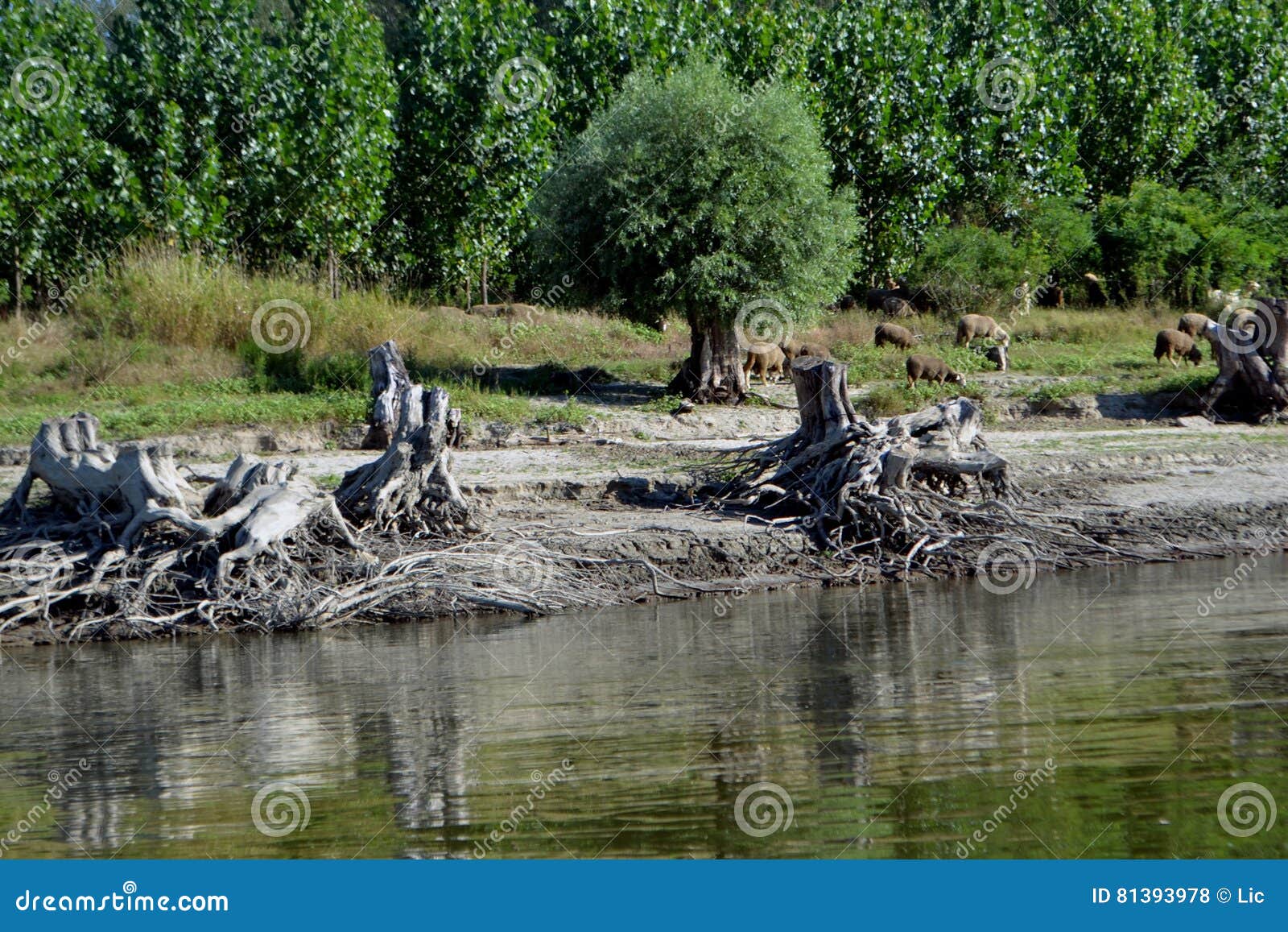 Forest of Willow Trees Grubbed Stock Photo - Image of danube, willow ...