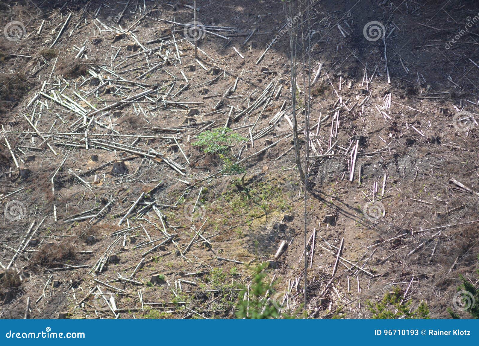 Forest with wind damage stock image. Image of hurricane - 96710193