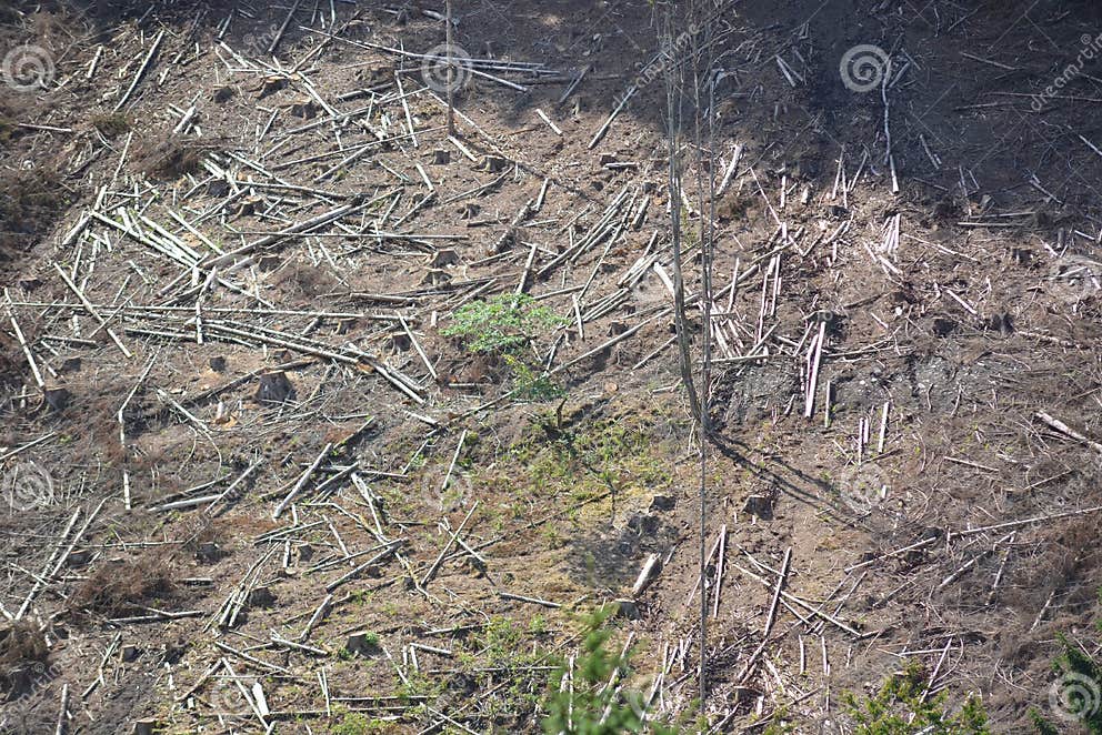 Forest with wind damage stock image. Image of hurricane - 96710193