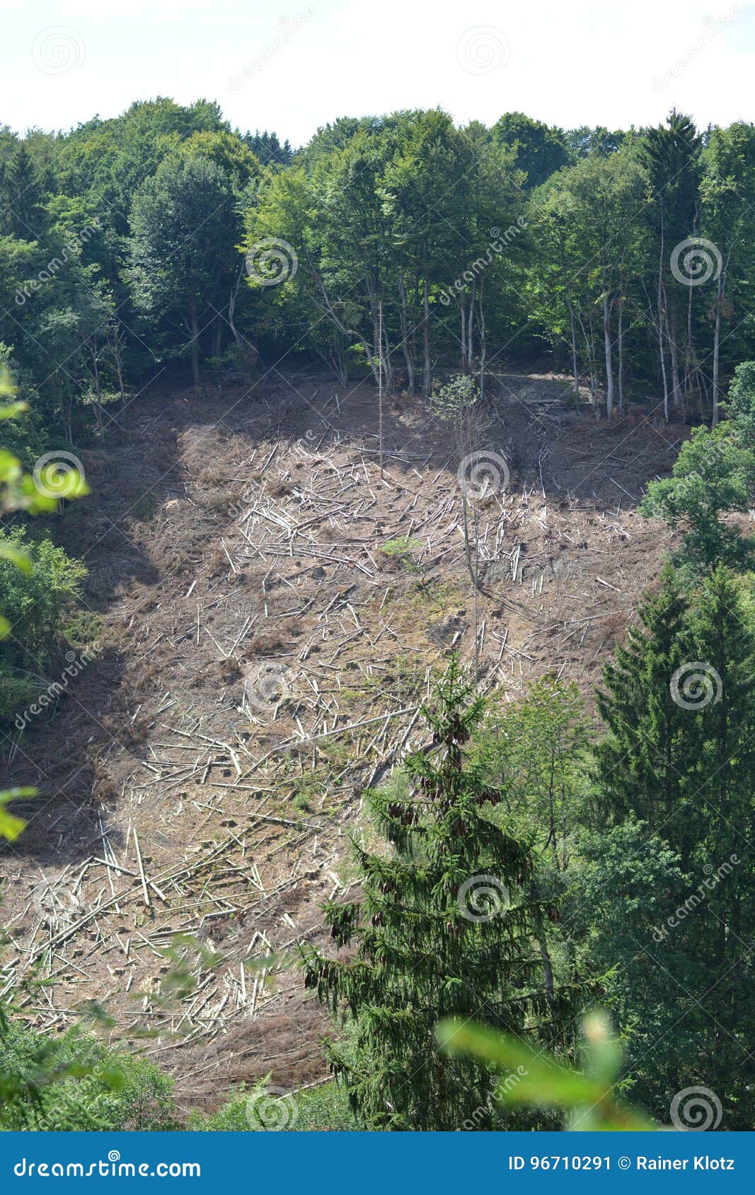 Forest with wind damage stock image. Image of climate - 96710291
