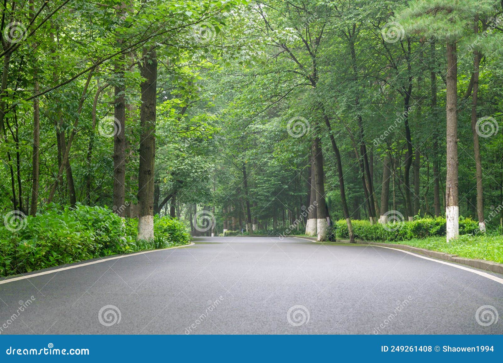Forest Winding road stock photo. Image of natura, nature - 249261408