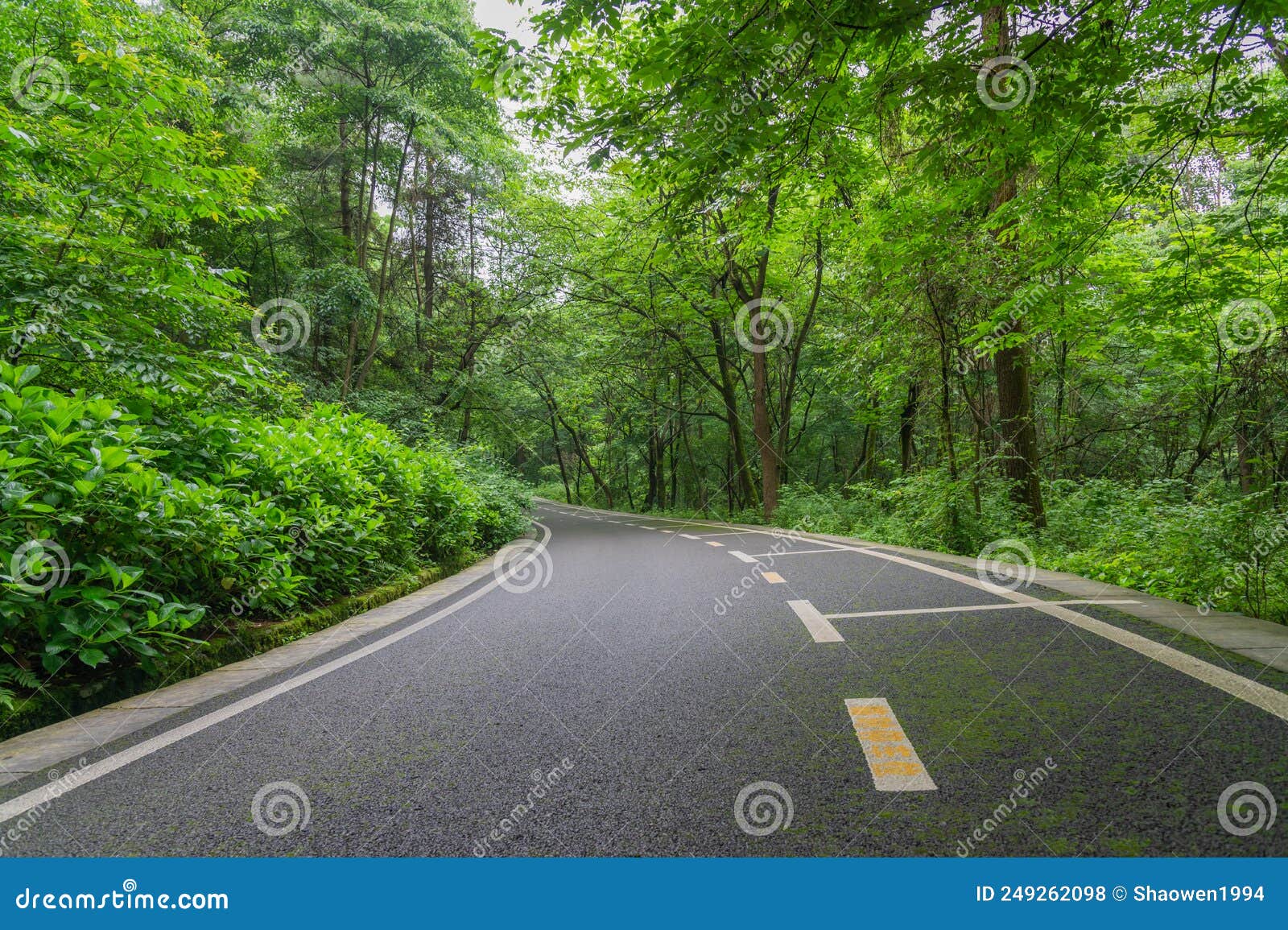 Forest Winding road stock photo. Image of forest, tree - 249262098