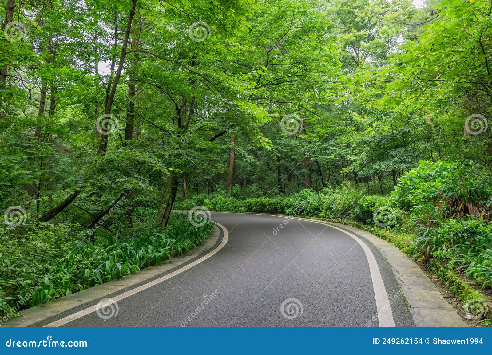 Forest Winding road stock photo. Image of travel, park - 249262154