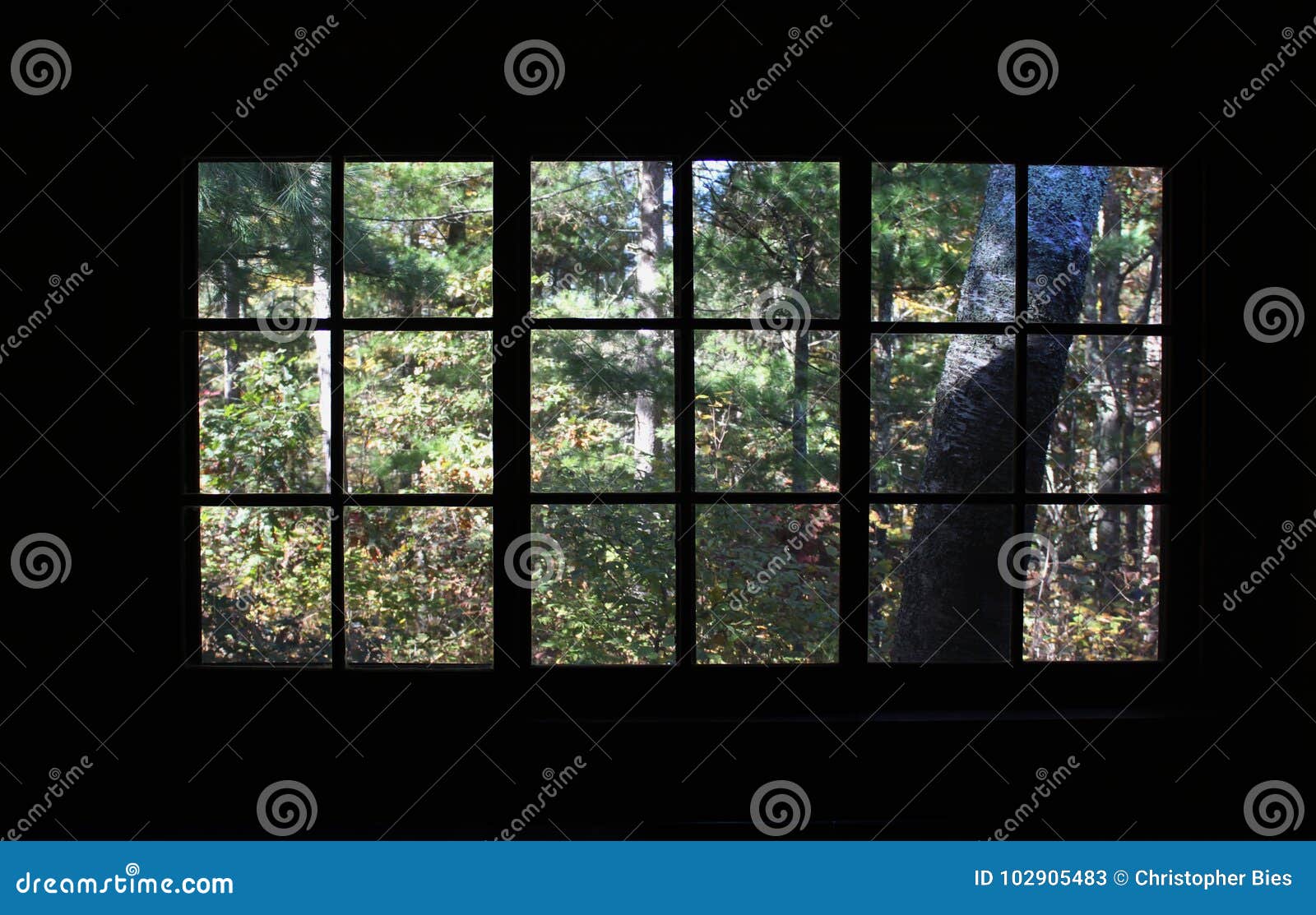 A Forest in a Window stock image. Image of black, outdoor - 102905483