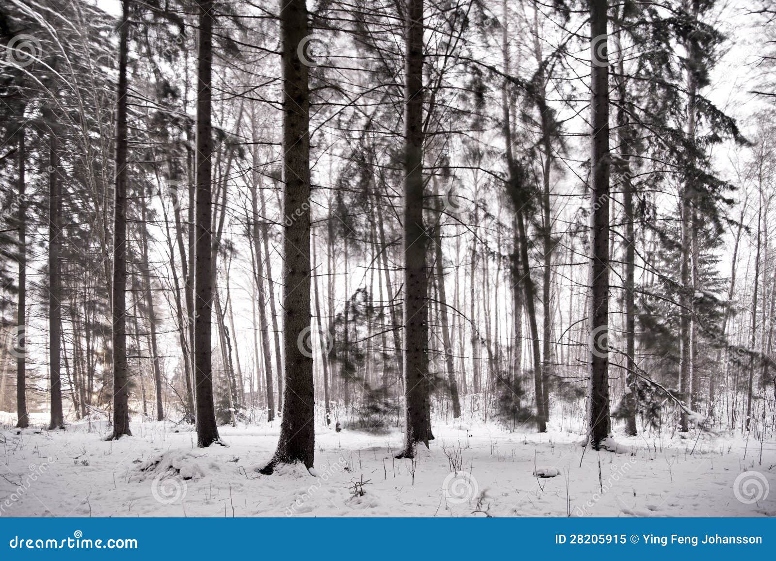 Forest on windy winter day stock image. Image of pine - 28205915