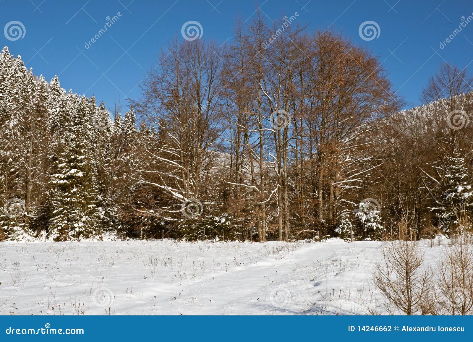 Forest during winter stock photo. Image of snow, winter - 14246662