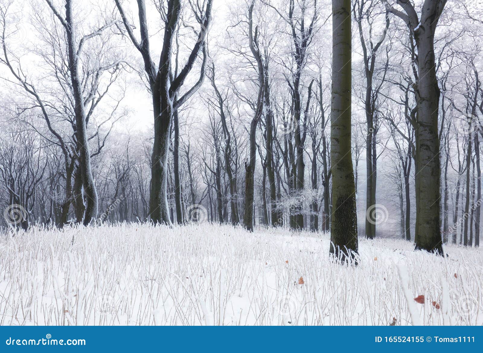 Forest in Winter with Fog and Snow Landscape Stock Image - Image of ...