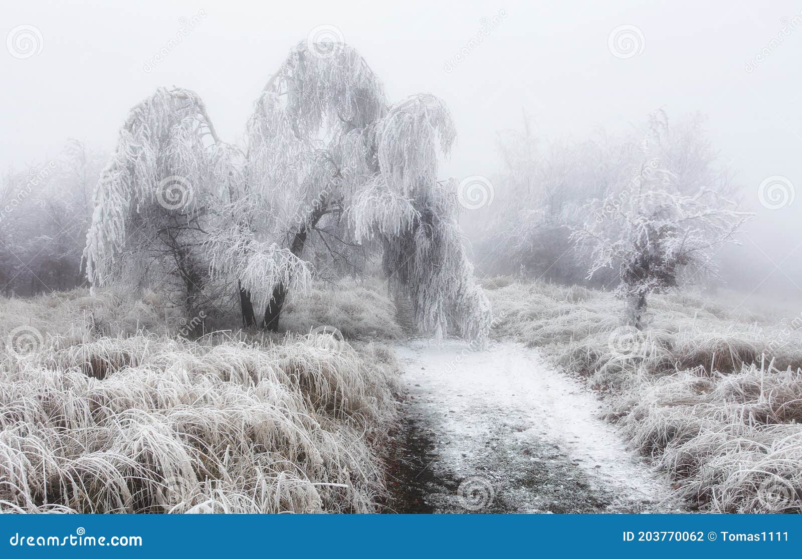 Forest in Winter with Fog and Snow Landscape Stock Photo - Image of ...