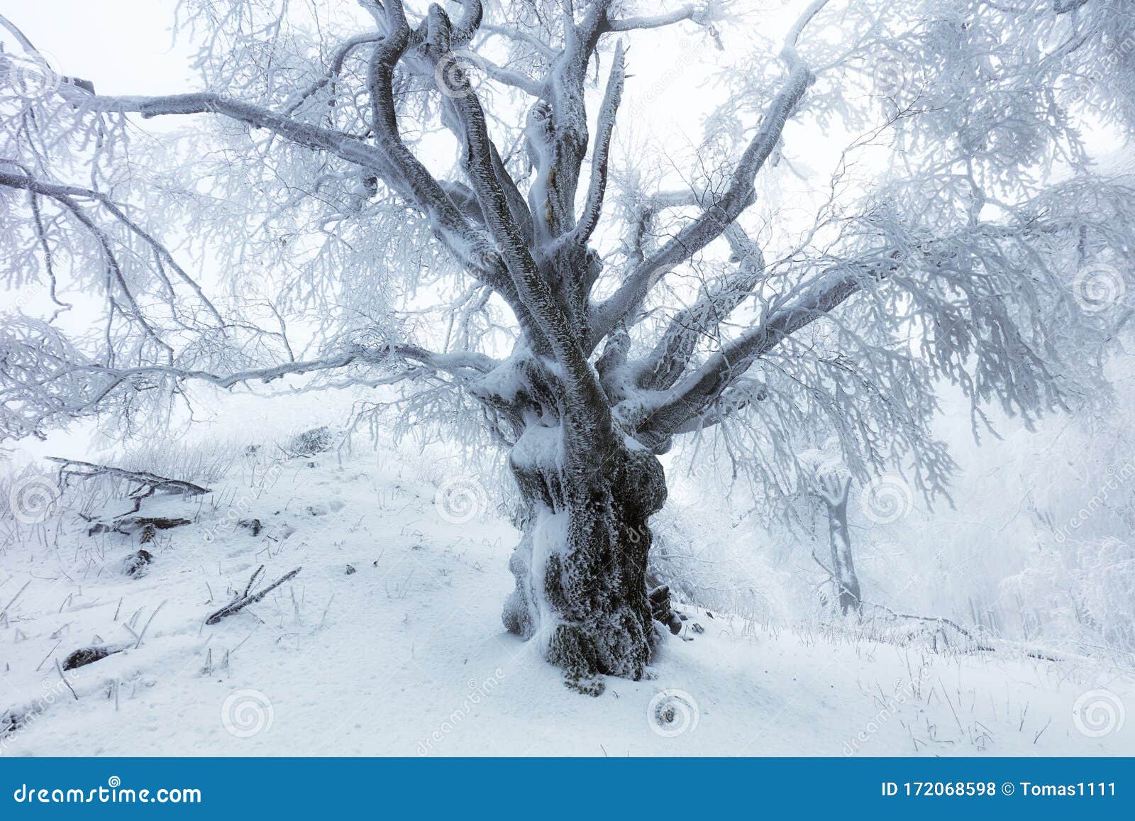 Forest in Winter with Frozen Trees Stock Photo - Image of december ...