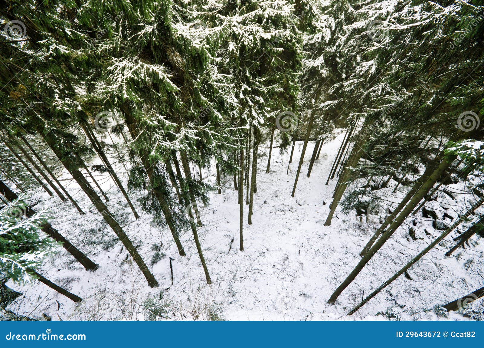 Forest during the Winter from High Perspective Stock Photo - Image of ...