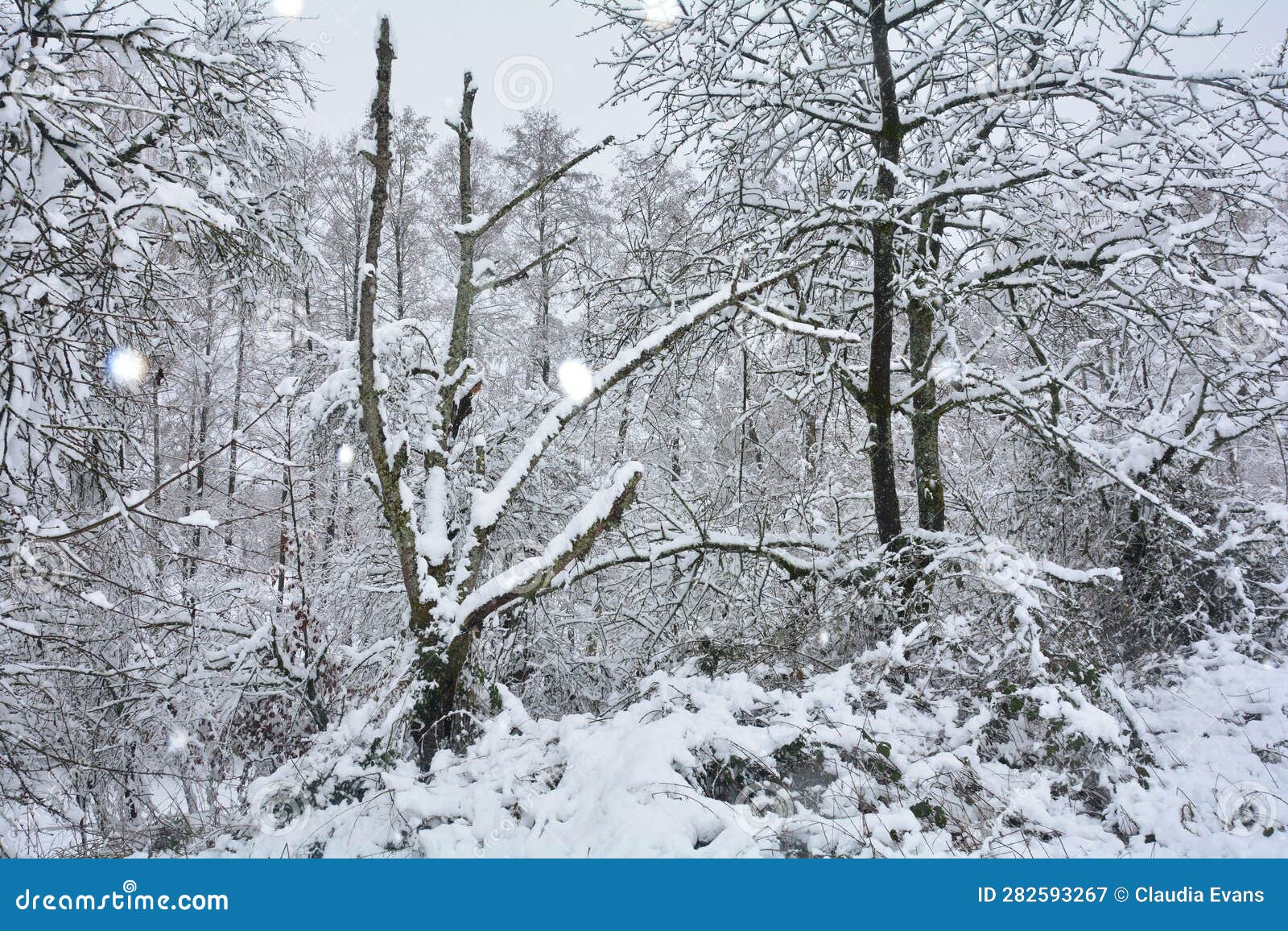 A Forest in Winter with Lots of Snow Stock Image - Image of winter ...