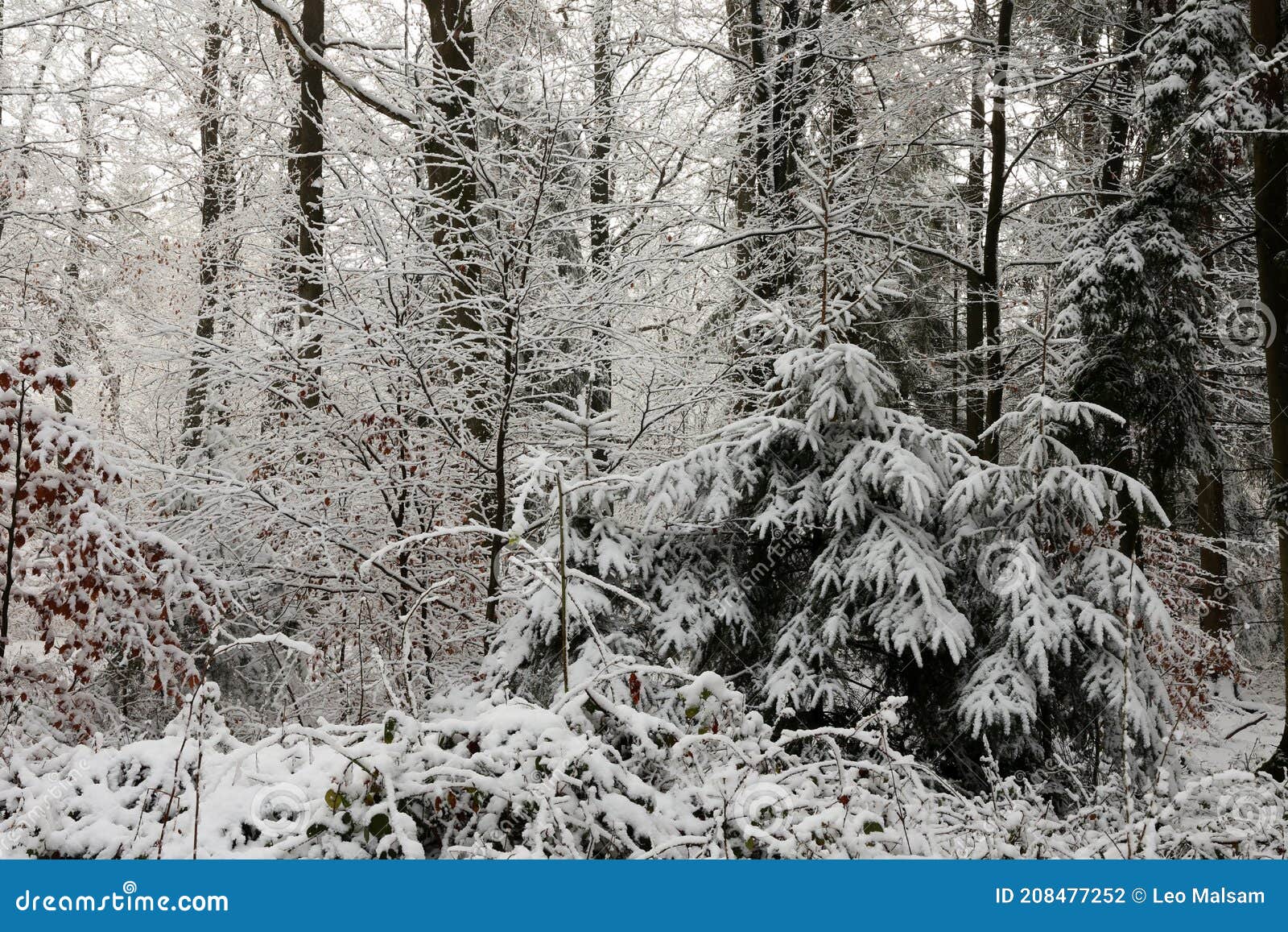 In the Forest on a Winter Morning Stock Photo - Image of nature, land ...