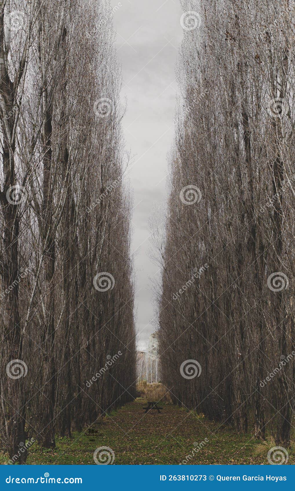 Endless stock image. Image of endless, frost, trunk - 263810273