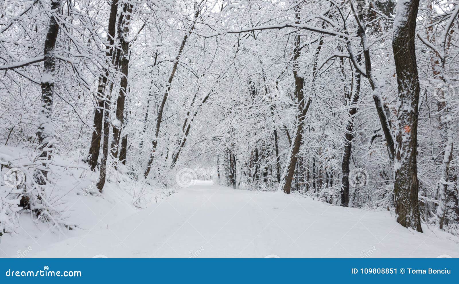 Forest Winter Scene Panorama Stock Image - Image of wonderland, snow ...