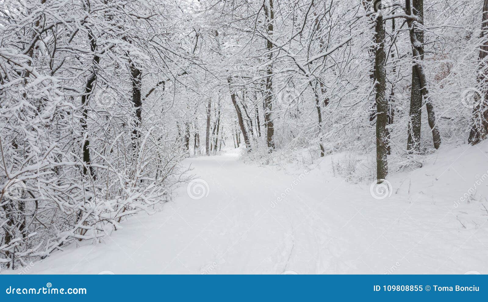 Forest Winter Scene Panorama Stock Image - Image of frost, winter ...