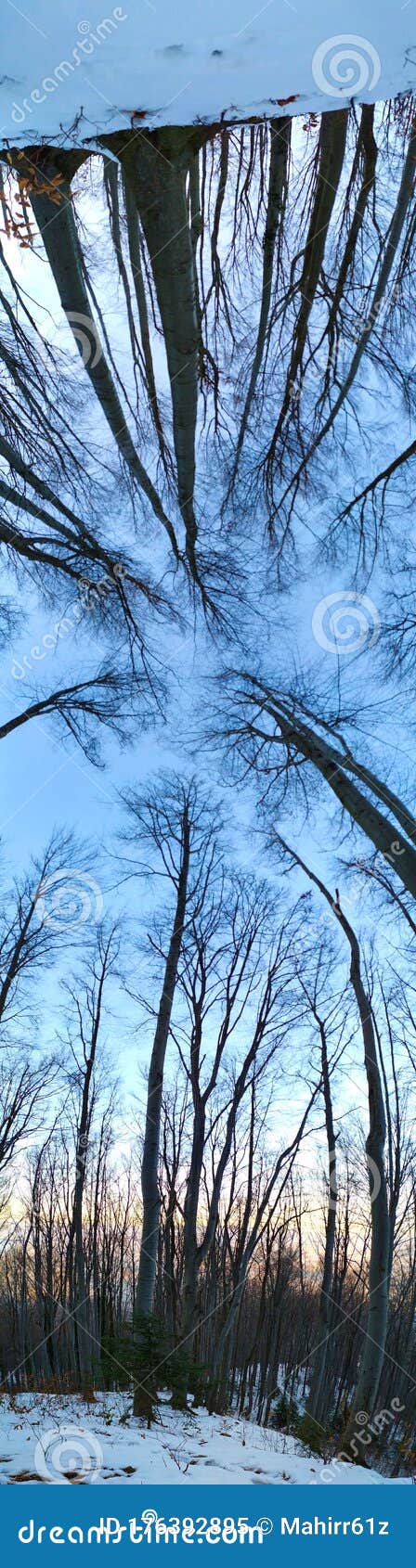 Forest in Winter, Tall Trees without Leaves Stock Image - Image of ...