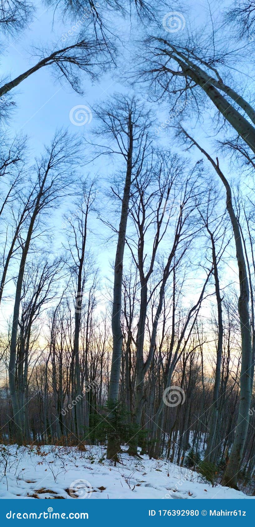 Forest in Winter, Tall Trees without Leaves Stock Photo - Image of ...