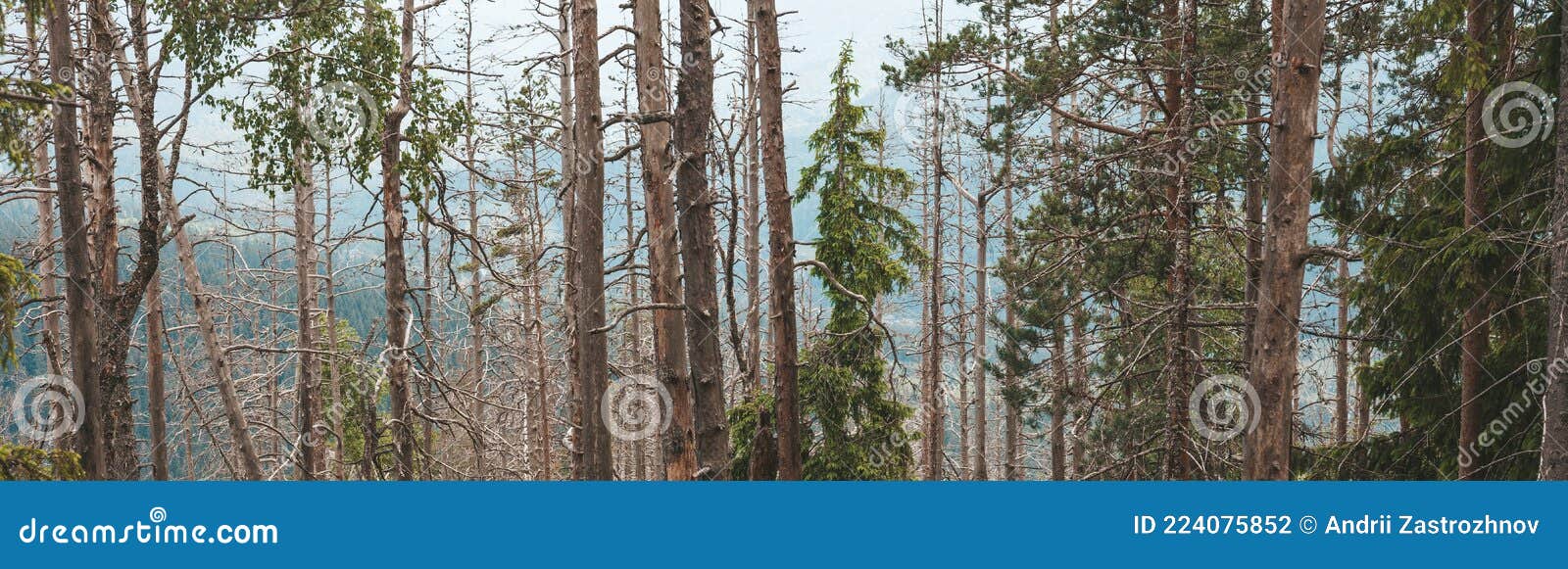 A Forest of Withered Trees. Destruction of the Environment Stock Photo ...