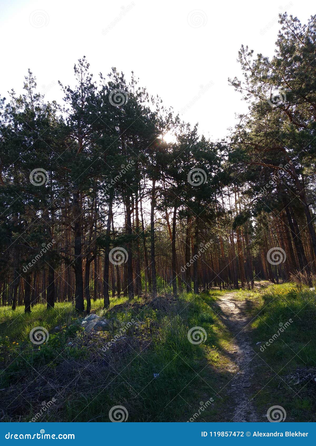 Forest stock photo. Image of wood, forest, trees, tree - 119857472