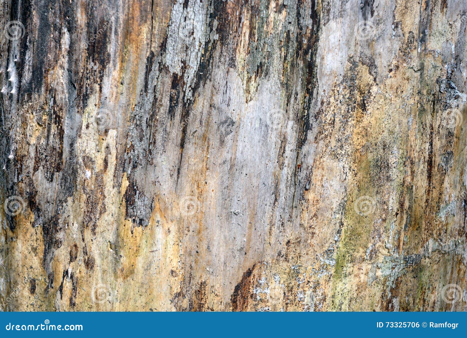 Forest wood texture stock photo. Image of detail, texture - 73325706