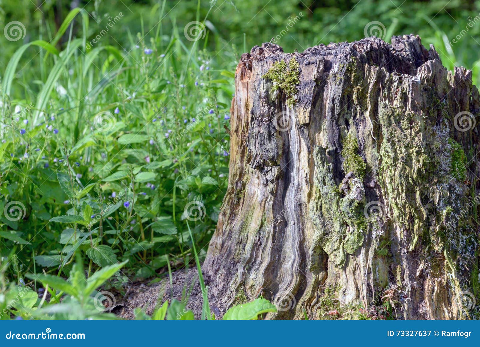 Forest wood texture stock image. Image of grain, forestry - 73327637