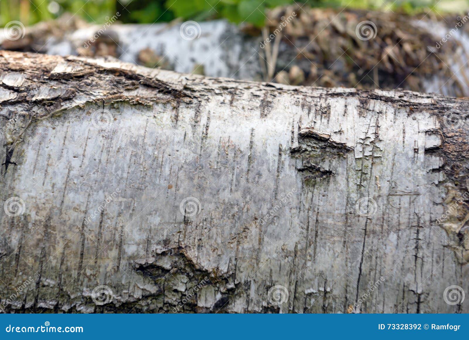 Forest wood texture stock photo. Image of grain, grunge - 73328392